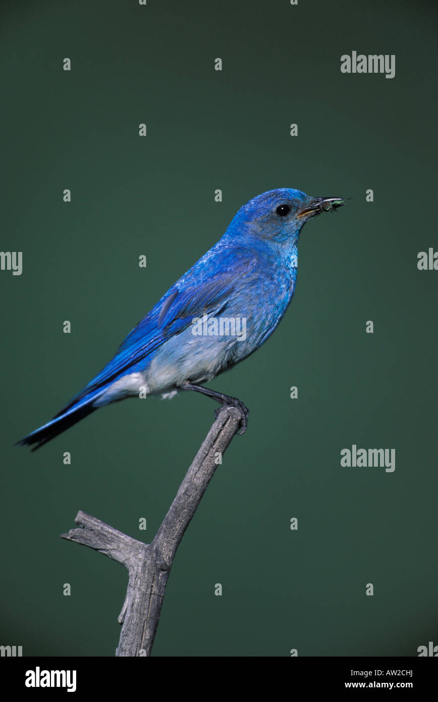 Mountain Bluebird male, Sialia currucoides, with insect Stock Photo - Alamy