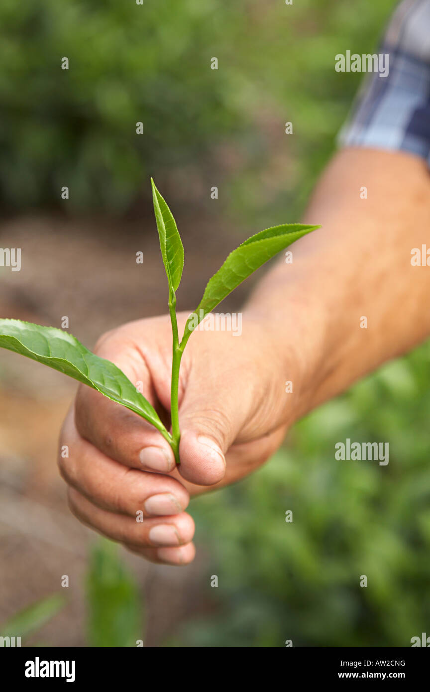 The top portion of the tea plant which is hand picked to make specialty ...