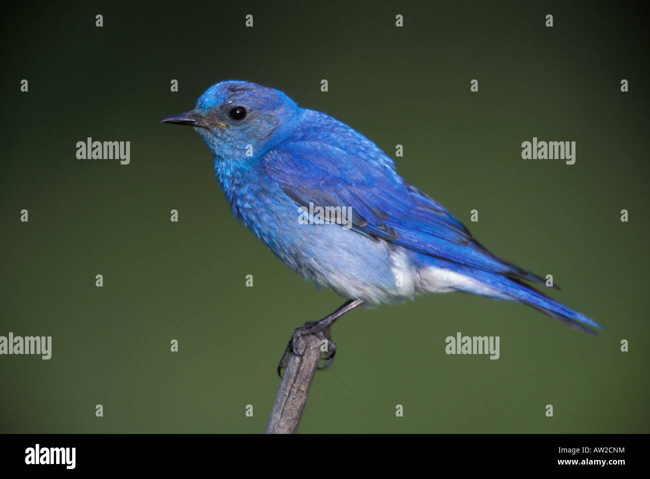 Mountain Bluebird male, Sialia currucoides, perched Stock Photo - Alamy