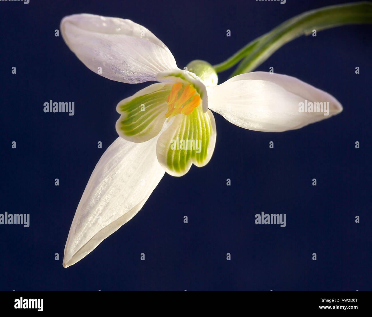 Snowdrop from an unusual angle and backlit by natural light Stock Photo ...