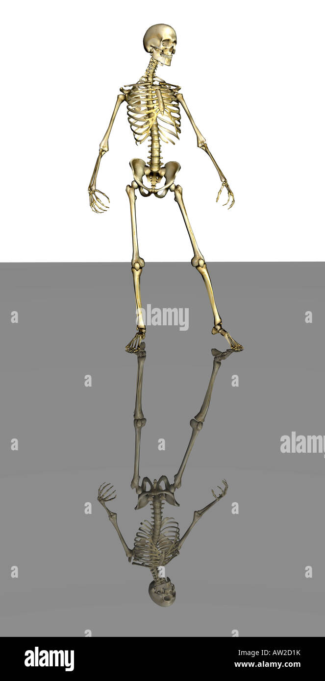 Anatomische anatomie hi-res stock photography and images - Alamy