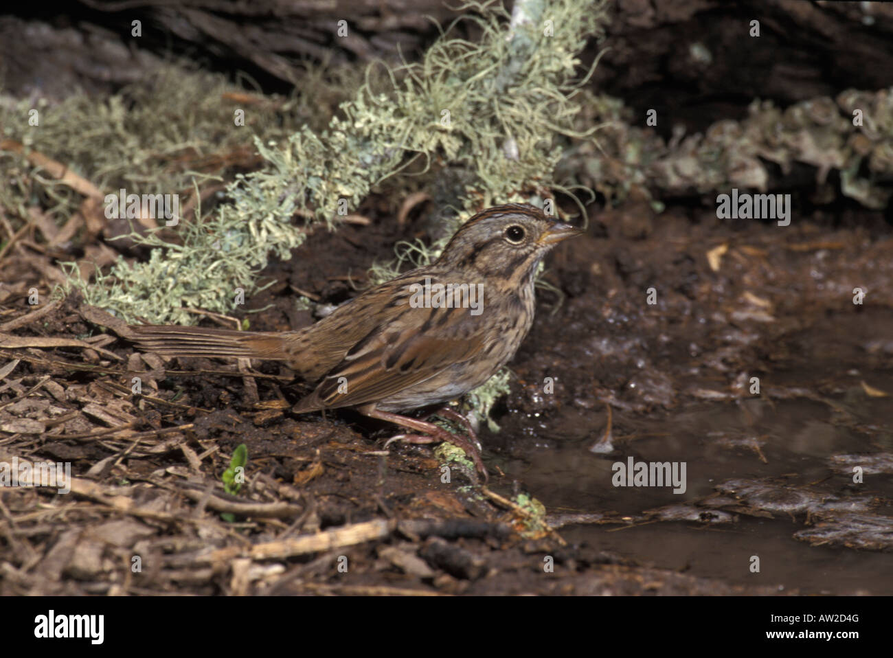 Lincoln's Sparrow, Melospiza lincolnii, at water Stock Photo - Alamy
