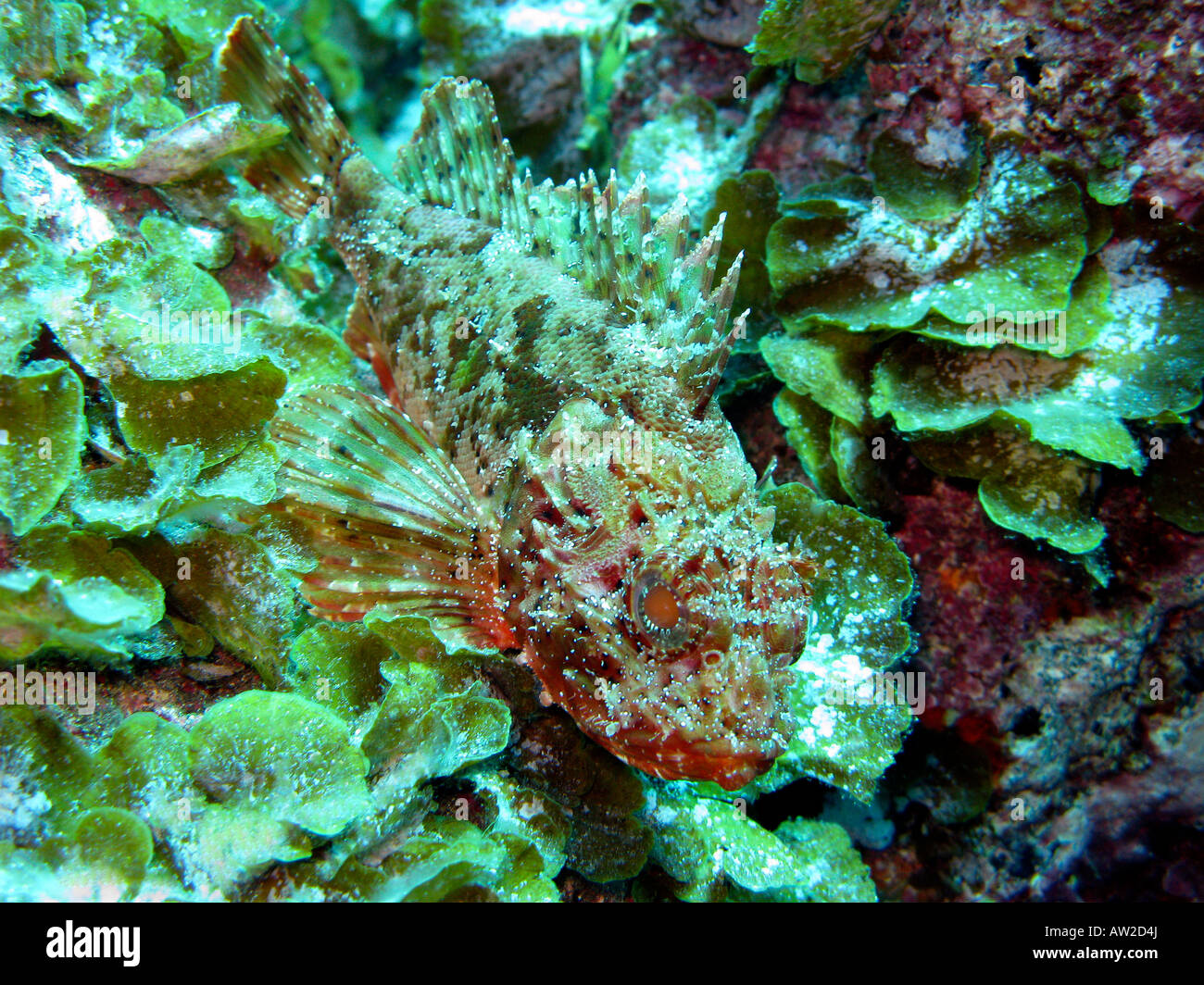 camouflage underwater fish hide concept Stock Photo - Alamy