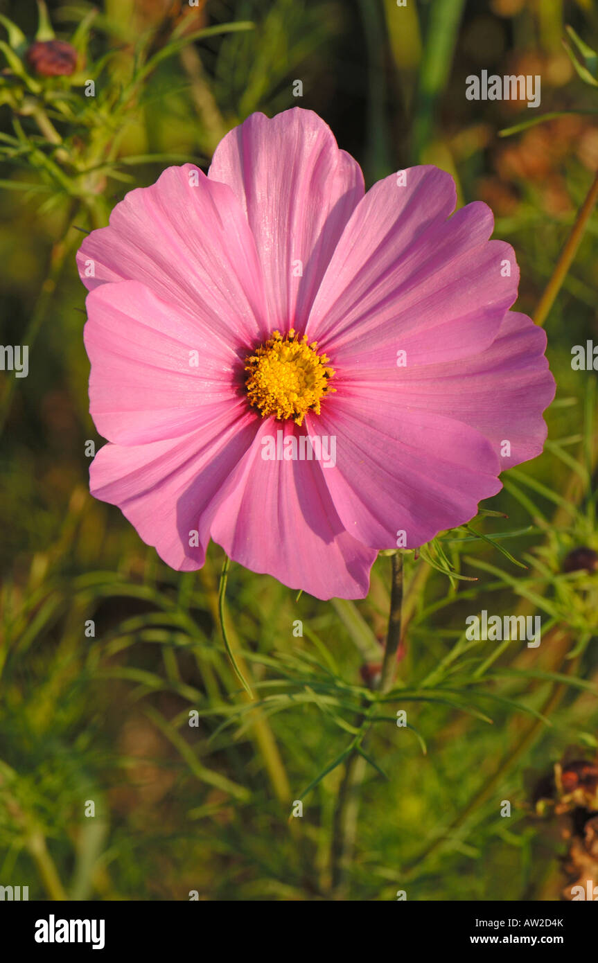 Mexican aster cosmos bipinnatus hi-res stock photography and images - Alamy