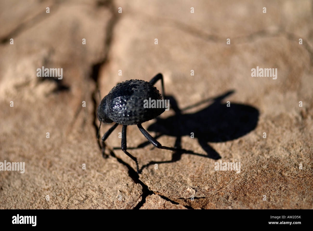 Namib desert beetle hi-res stock photography and images - Alamy