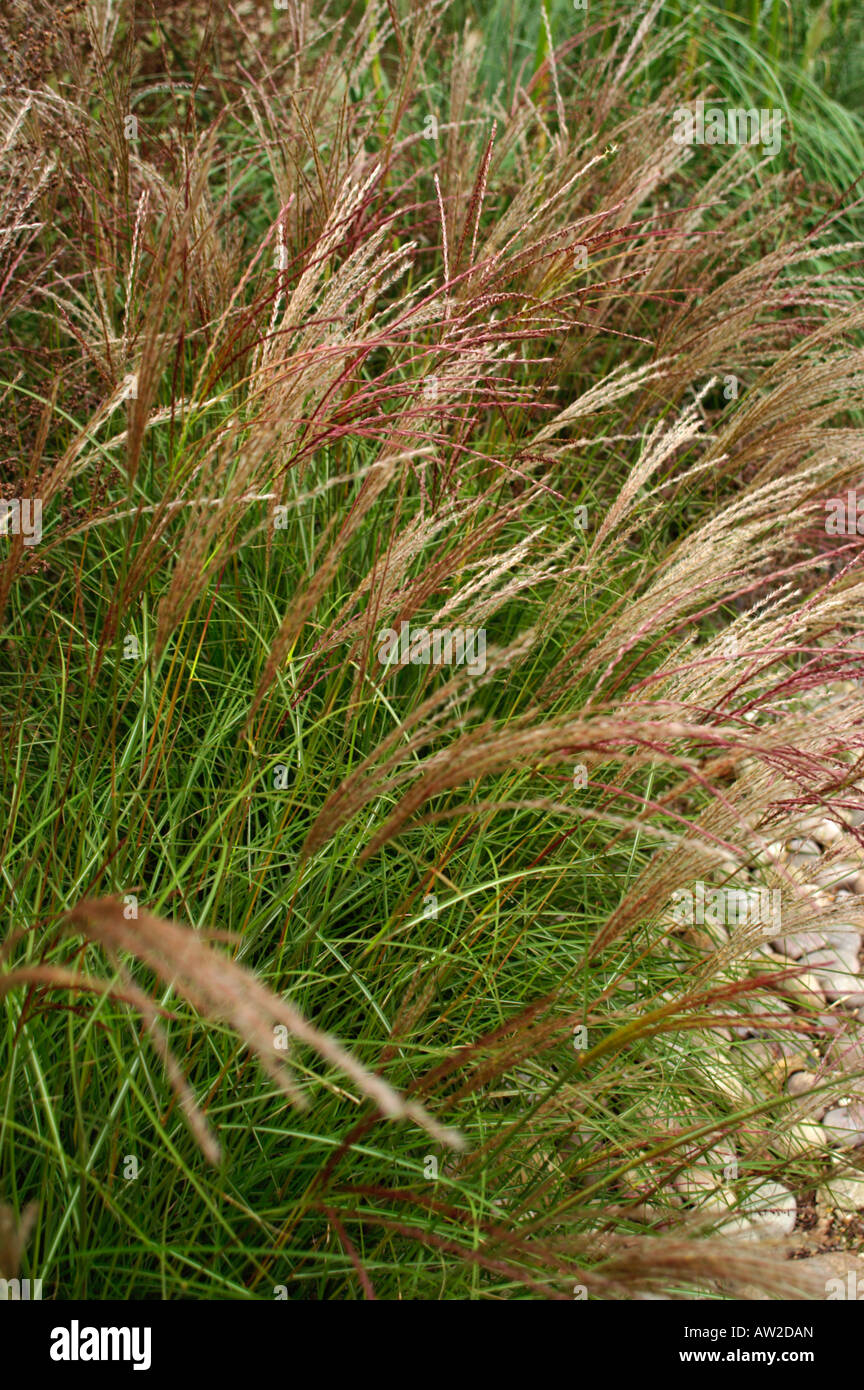 Miscanthus little kitten hi-res stock photography and images - Alamy