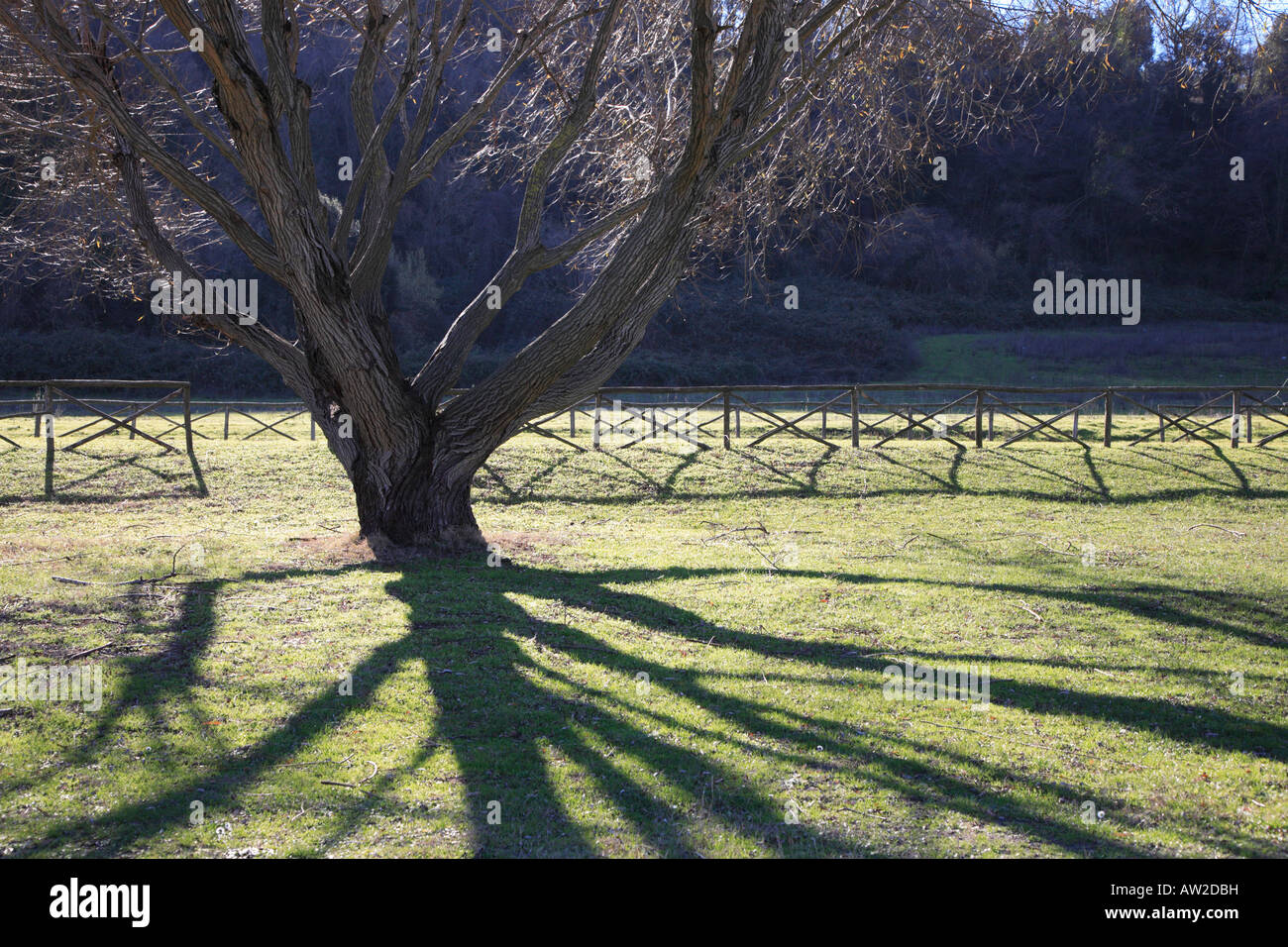 Leaves cast shadow hi-res stock photography and images - Alamy