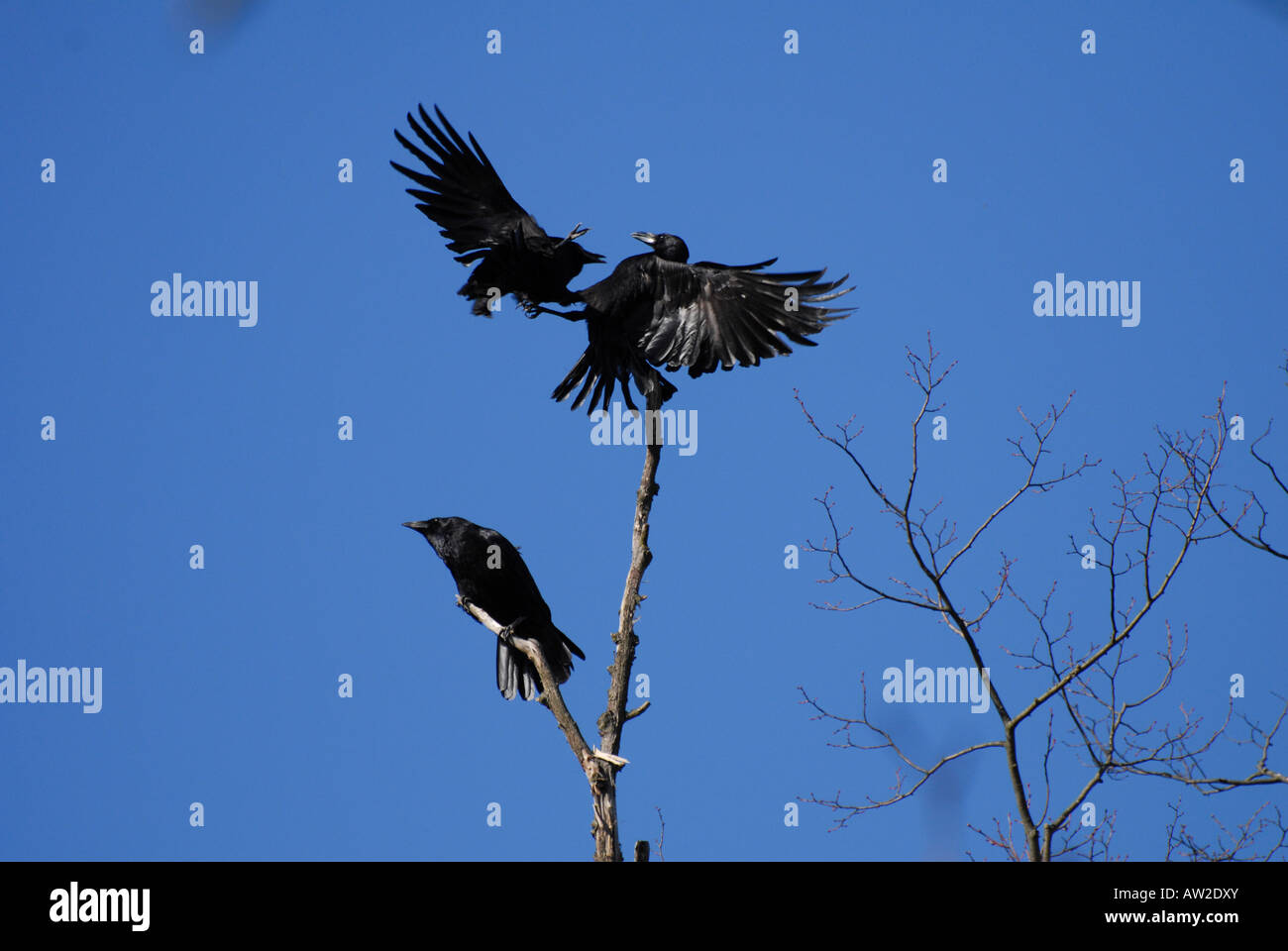 Fight with nature hi-res stock photography and images - Alamy