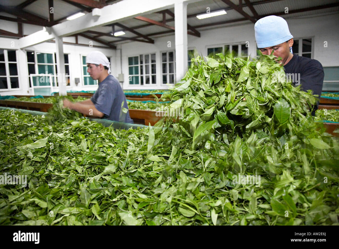 Organic specialty tea production in Chimate a small community in the ...