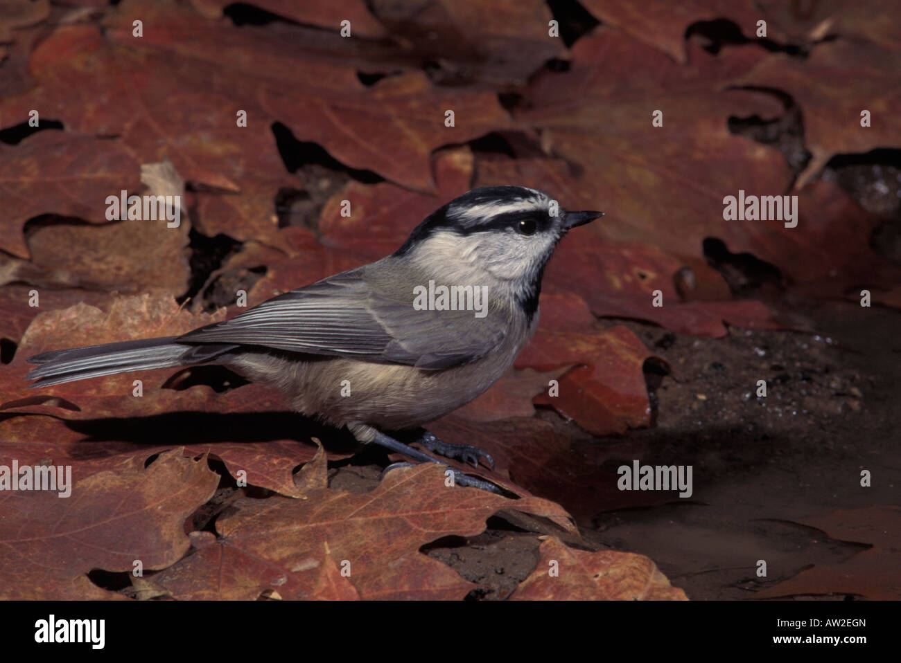 Gambeli hi-res stock photography and images - Alamy