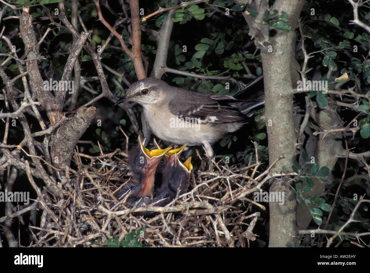 Mockingbird nest hi-res stock photography and images - Alamy