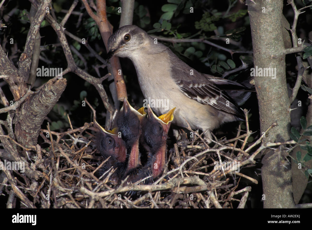 Northern Mockingbird adult and nestlings, Mimus polyglottos Stock Photo ...