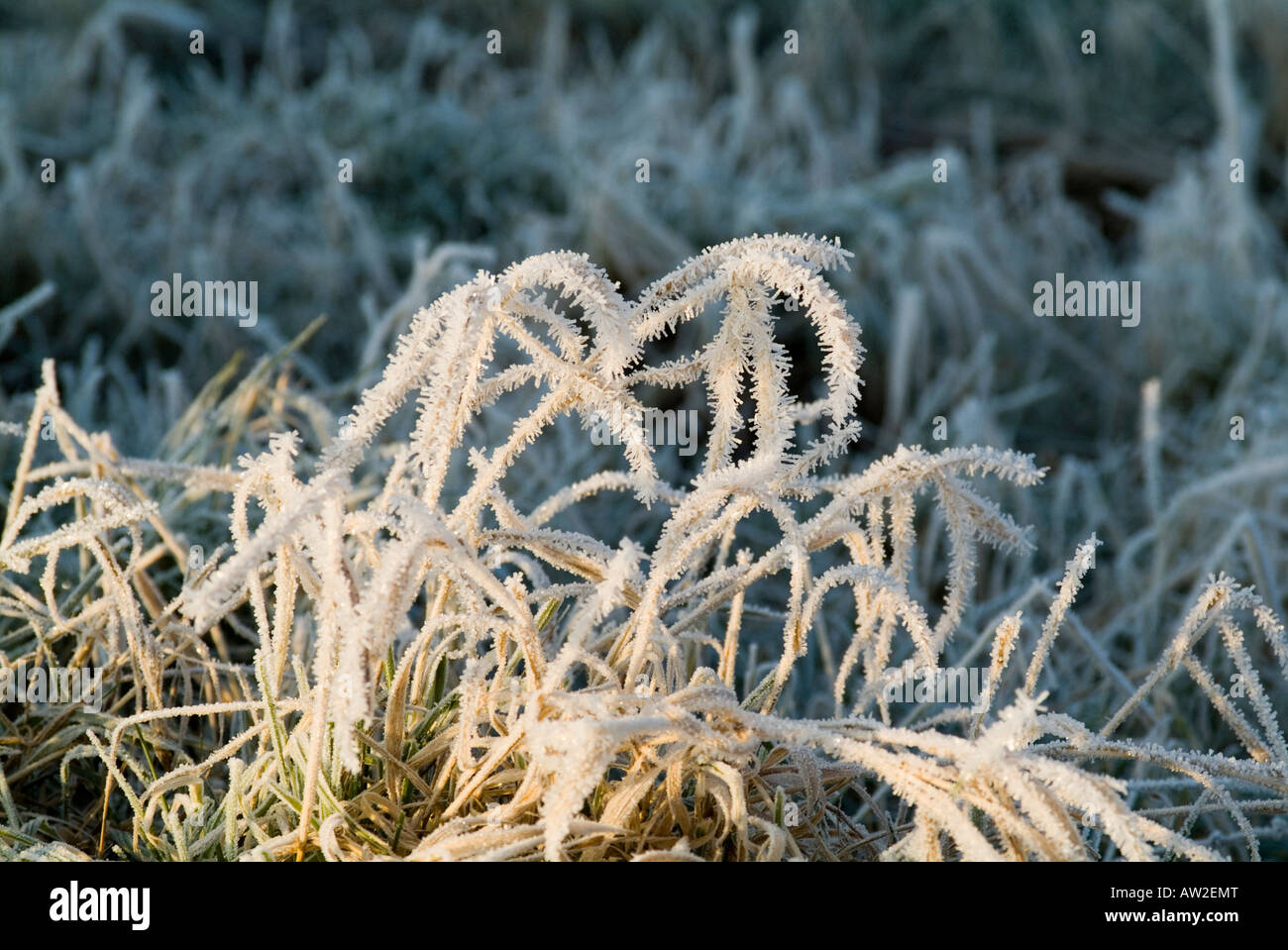 frost frosty cold ice icy morning plant chilly Stock Photo - Alamy
