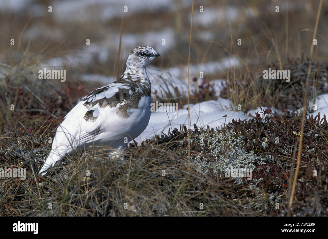 Rock ptarmigan feet hi-res stock photography and images - Alamy