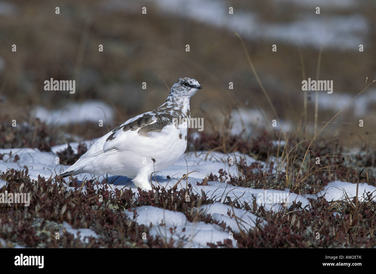 Rock Ptarmigan in fall molt, Lagopus mutus, in snowy arctic tundra ...