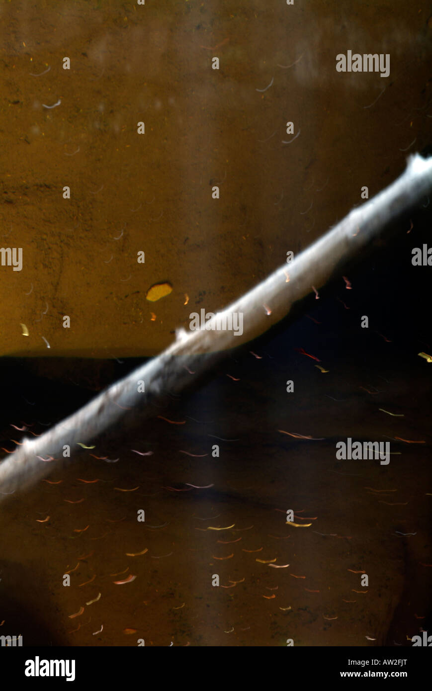 Diagonal reflection of a straight tree trunk in a small pond filled ...