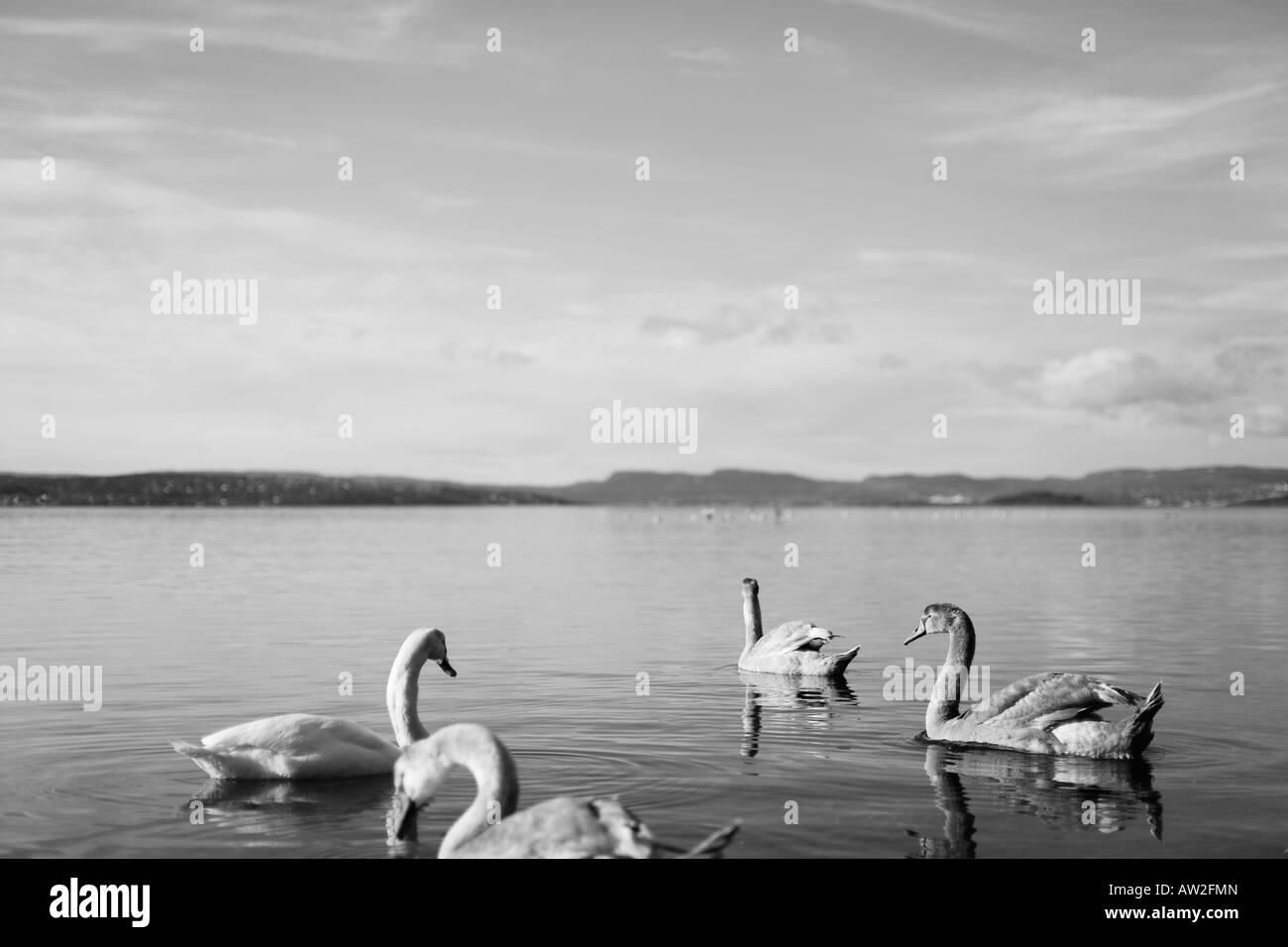 A group of Swans Stock Photo - Alamy