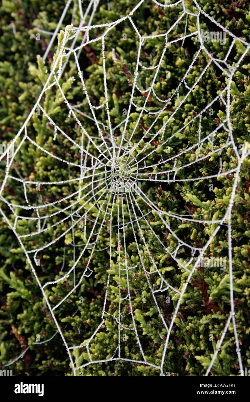 Cobweb strand hi-res stock photography and images - Alamy