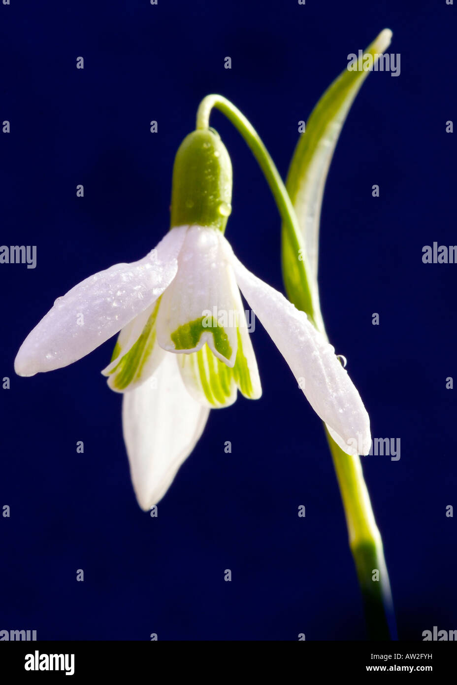 Snowdrop with water droplets hi-res stock photography and images - Alamy