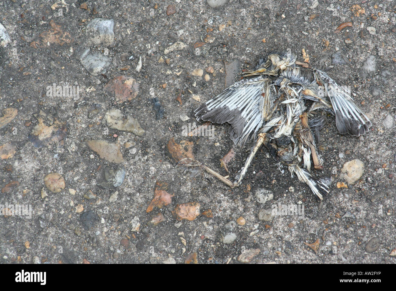 A baby bird flattened on concrete Stock Photo - Alamy