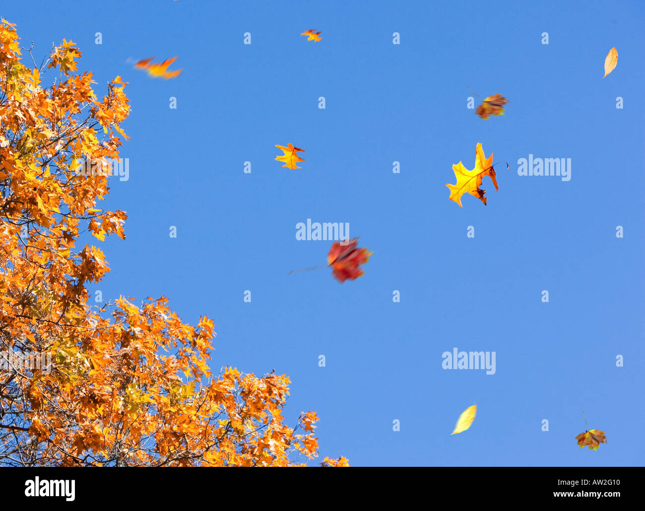 Autumn leaves falling Stock Photo - Alamy