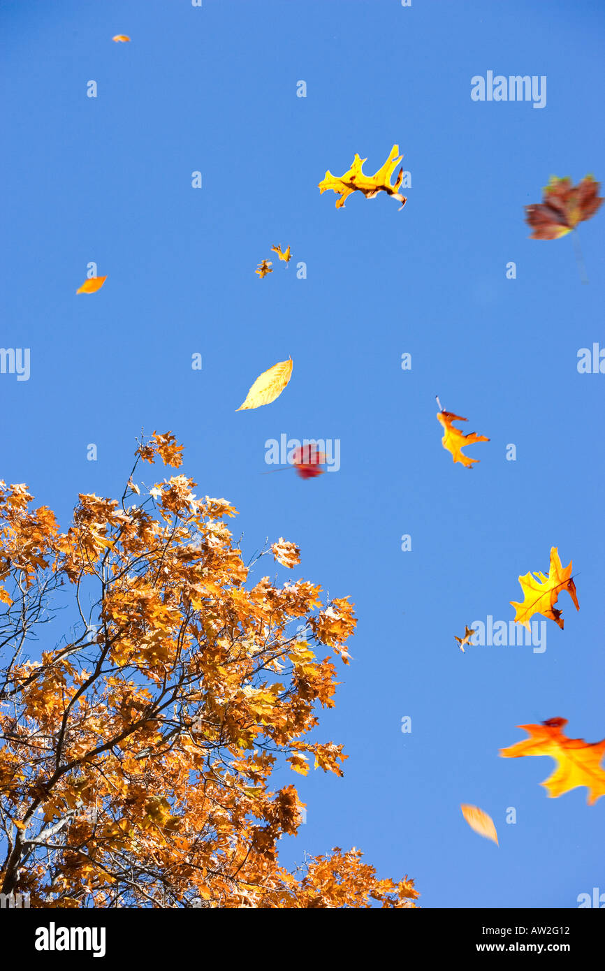Yellow leaves falling autumn hi-res stock photography and images - Alamy