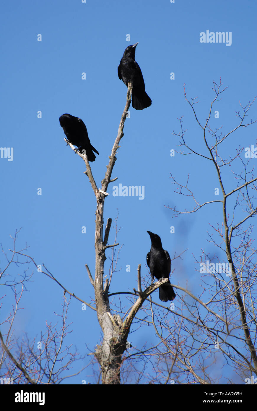 Crows birds hi-res stock photography and images - Alamy