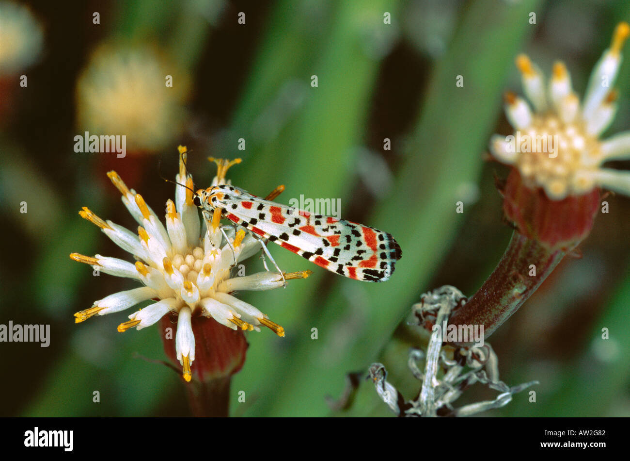Utetheisa pulchella hi-res stock photography and images - Alamy