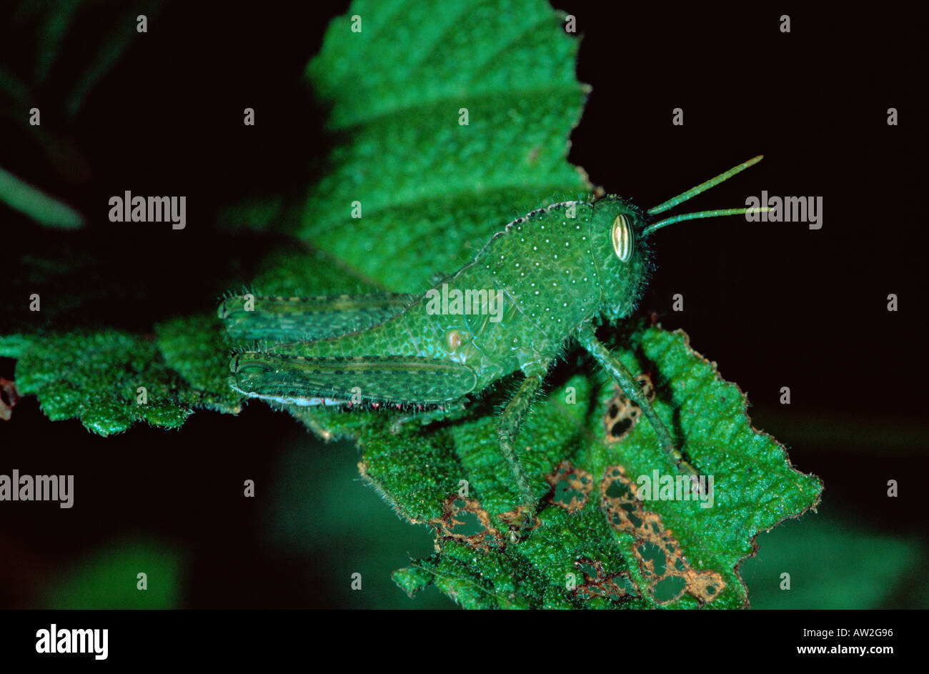 Locust plague grass hopper hi-res stock photography and images - Alamy
