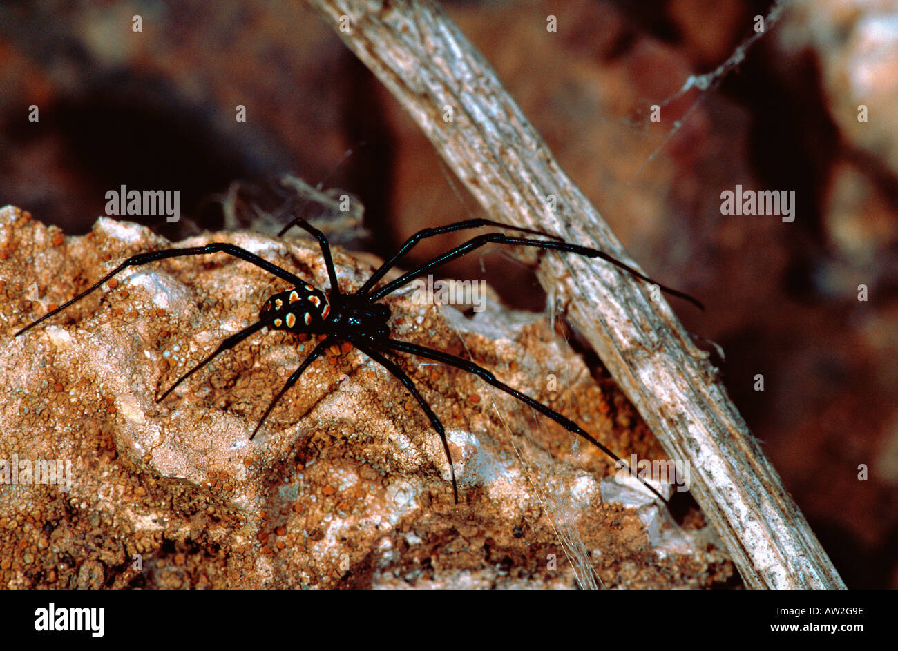 Spider Latrodectus tredicinguttatus lugubris Morocco Stock Photo - Alamy