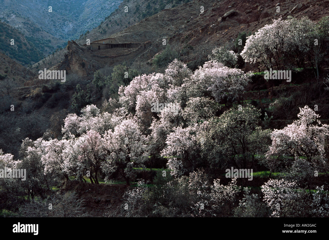 Almond tree in flower Atlas Morocco Stock Photo - Alamy