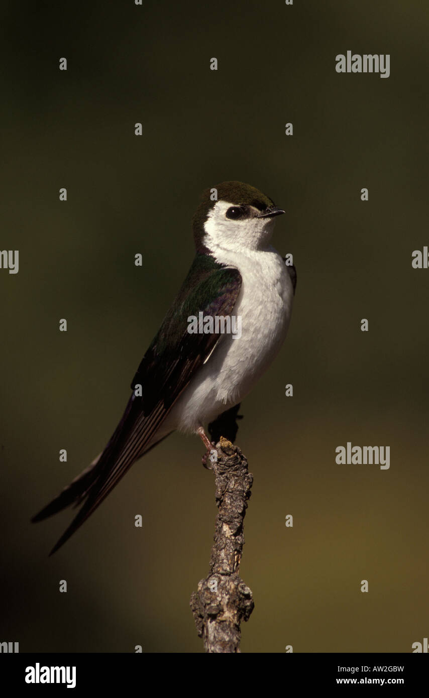 Violet-green Swallow male, Tachycineta thalassina, perched Stock Photo ...