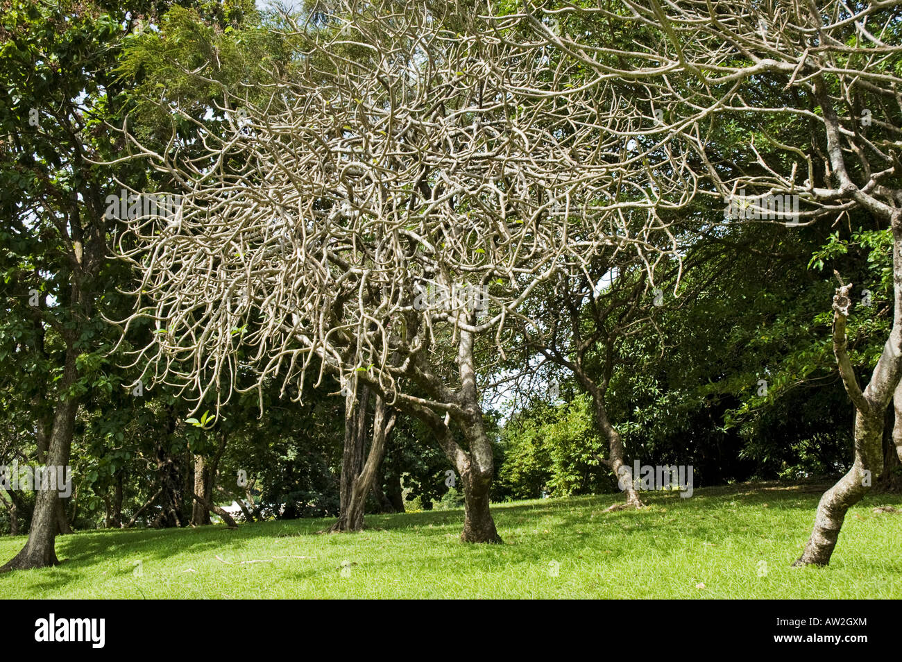 Frangipani Trees at St Vincent Botanical Gardens Stock Photo - Alamy