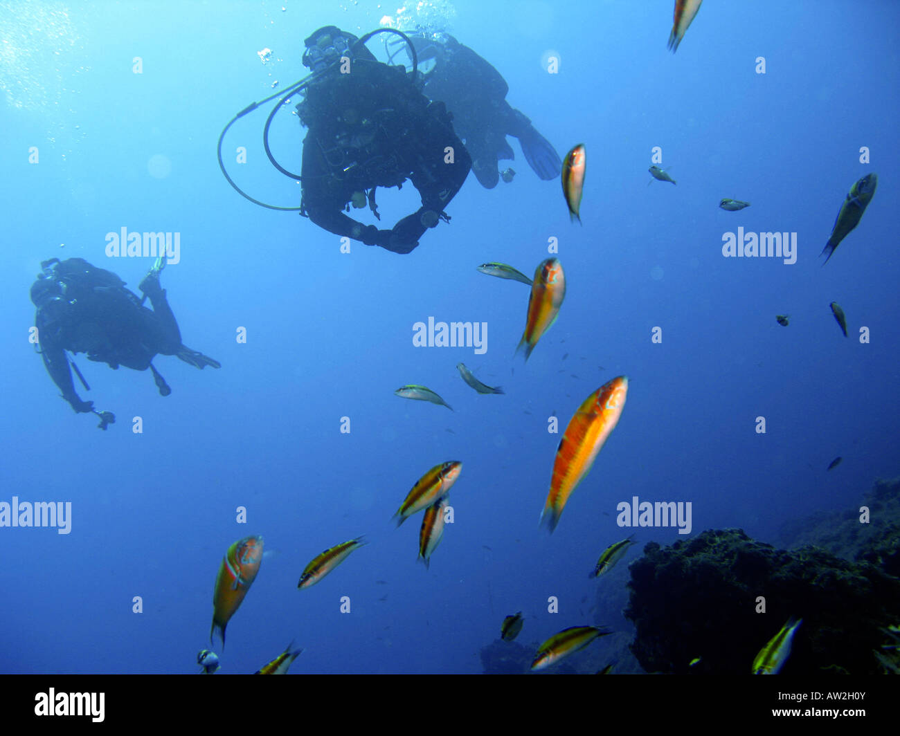 diver underwater scene scuba dive fish Stock Photo - Alamy