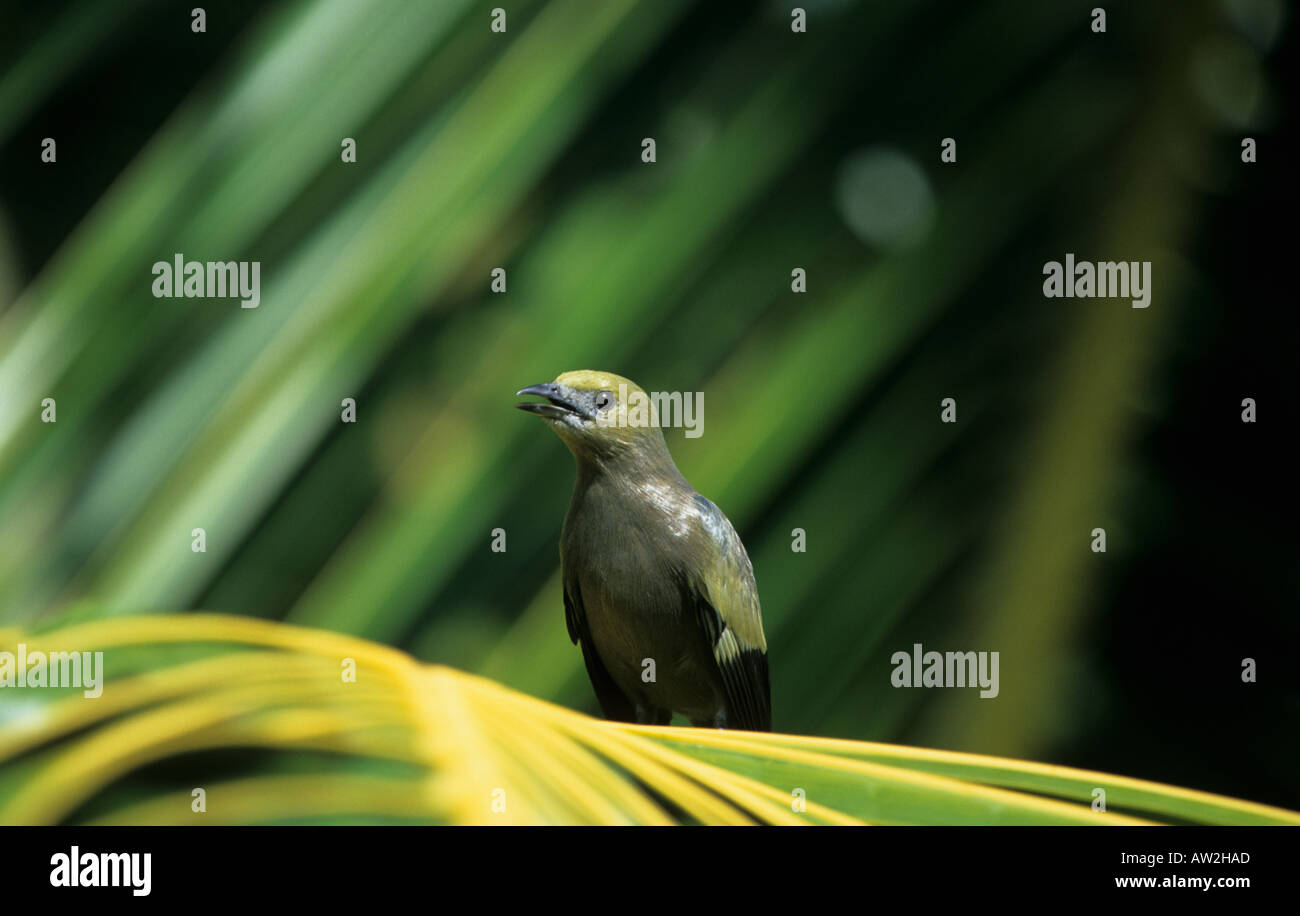 Palm Tanager in palm tree Stock Photo - Alamy