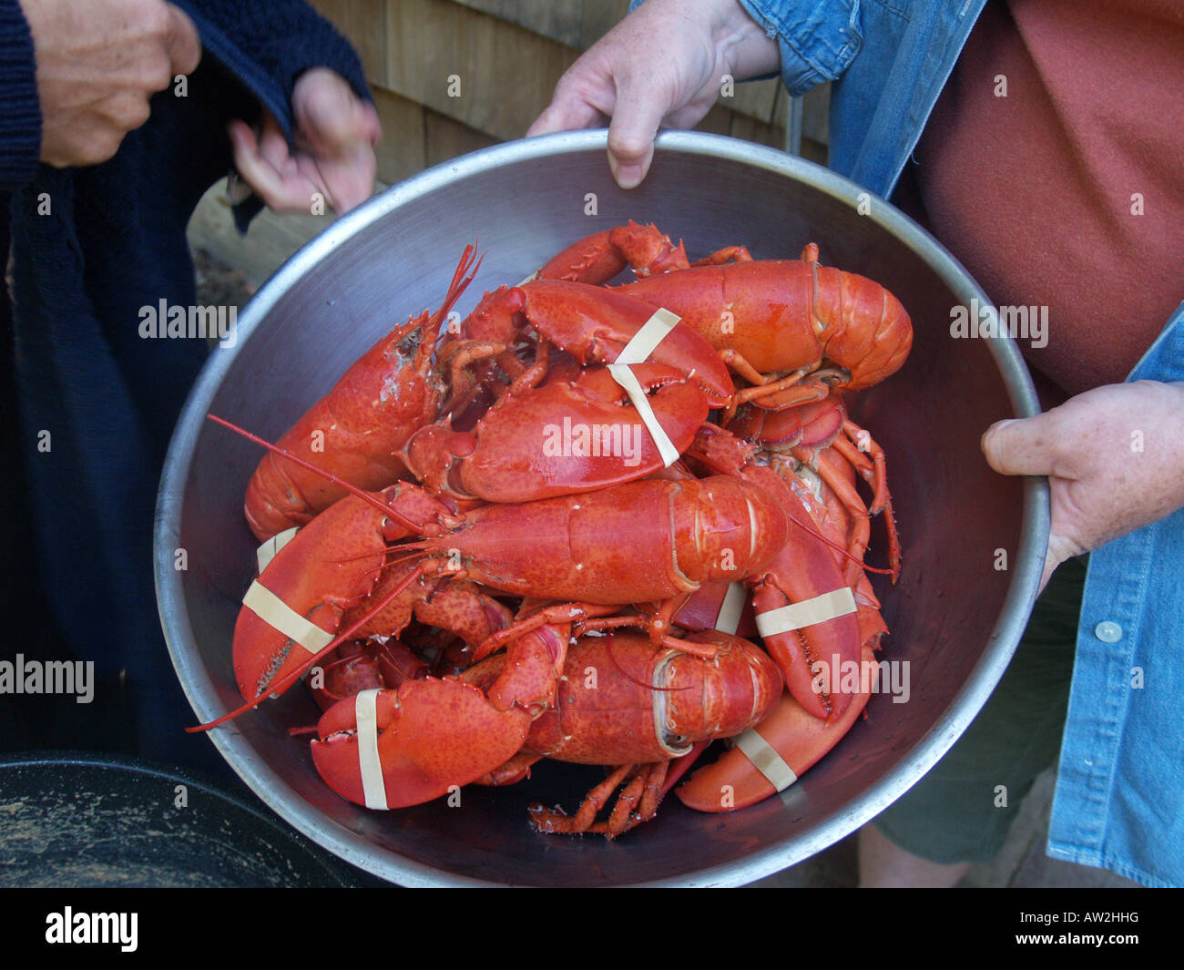A bowl of fresh steamed Maine lobsters Stock Photo - Alamy