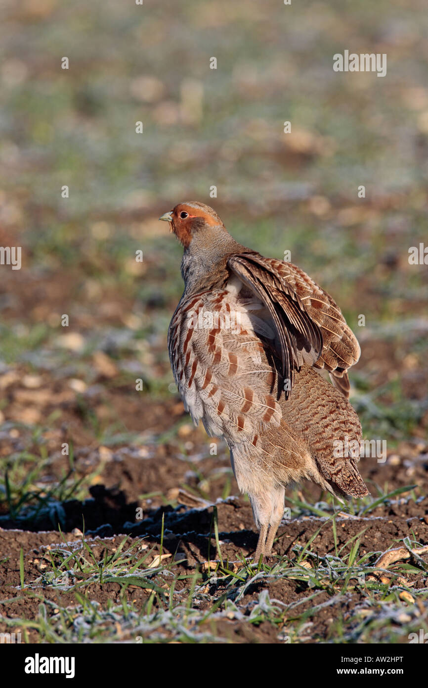 Grey Partridge Perdix perdix standing stretching wings Therfield ...