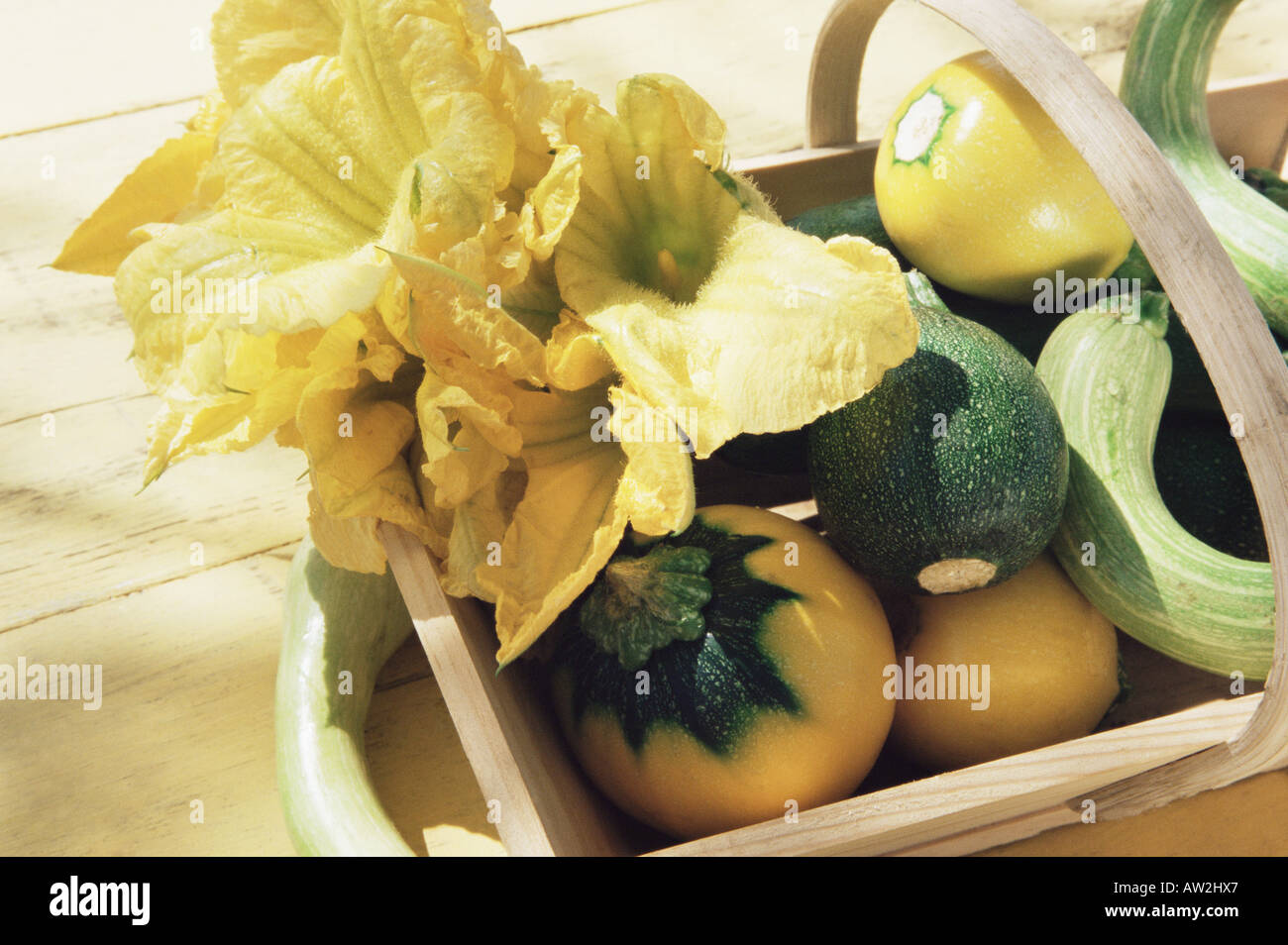 Courgette plant in container hi-res stock photography and images - Alamy