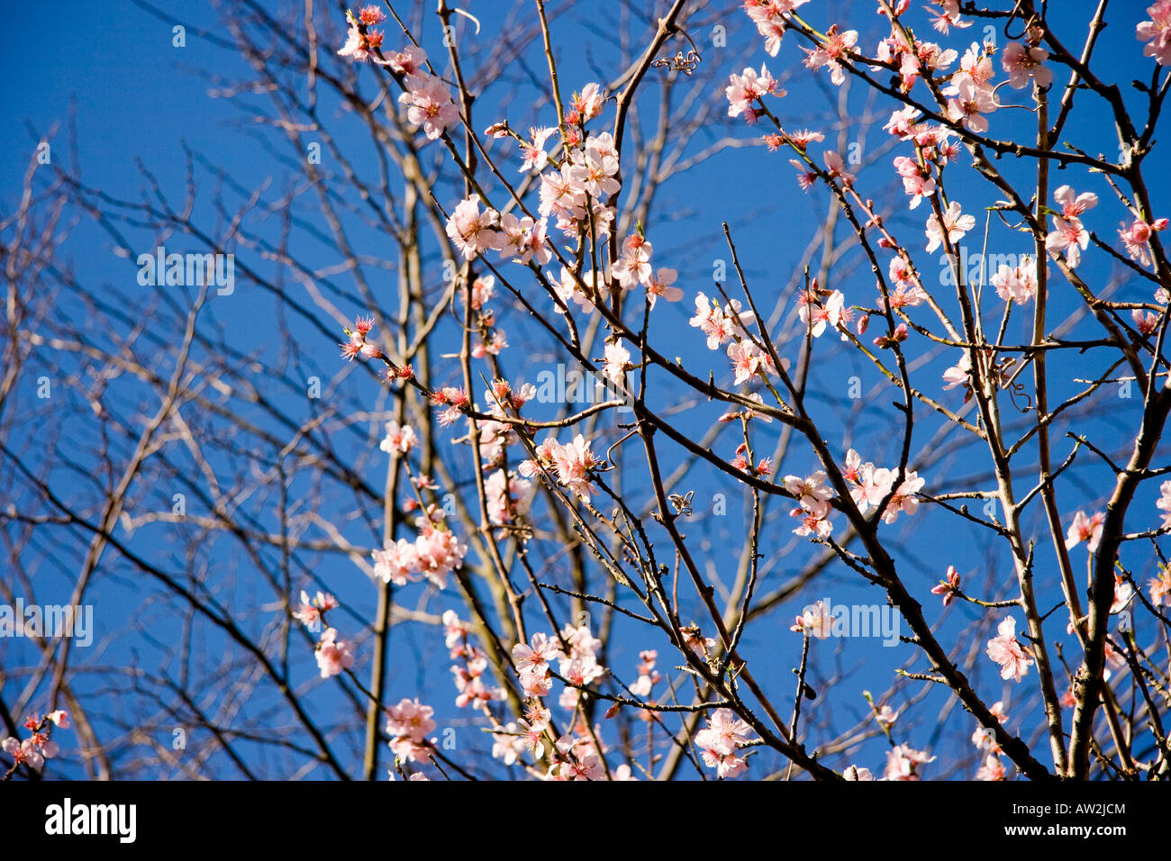 Bitter almond hi-res stock photography and images - Alamy