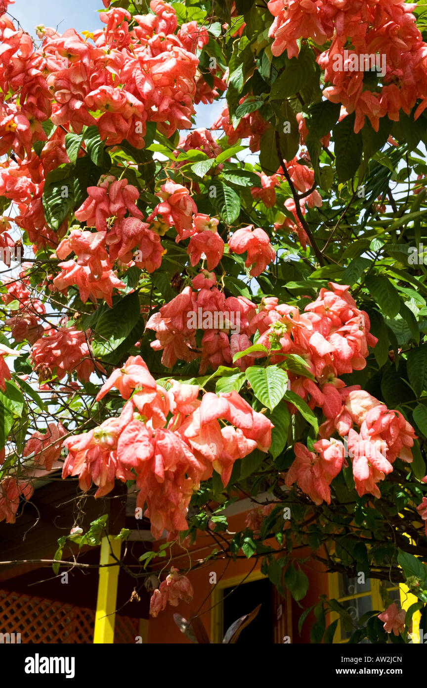The Pinkish Red Flowers of the Flame of the Forest (Spathodea ...