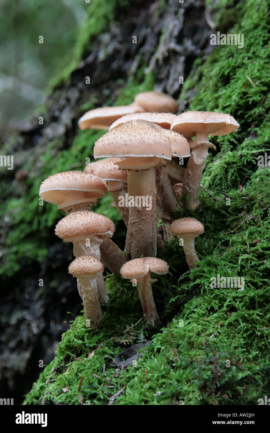Honey Fungus or Boot-lace Fungus - chunky form (armillaria mellea aka ...