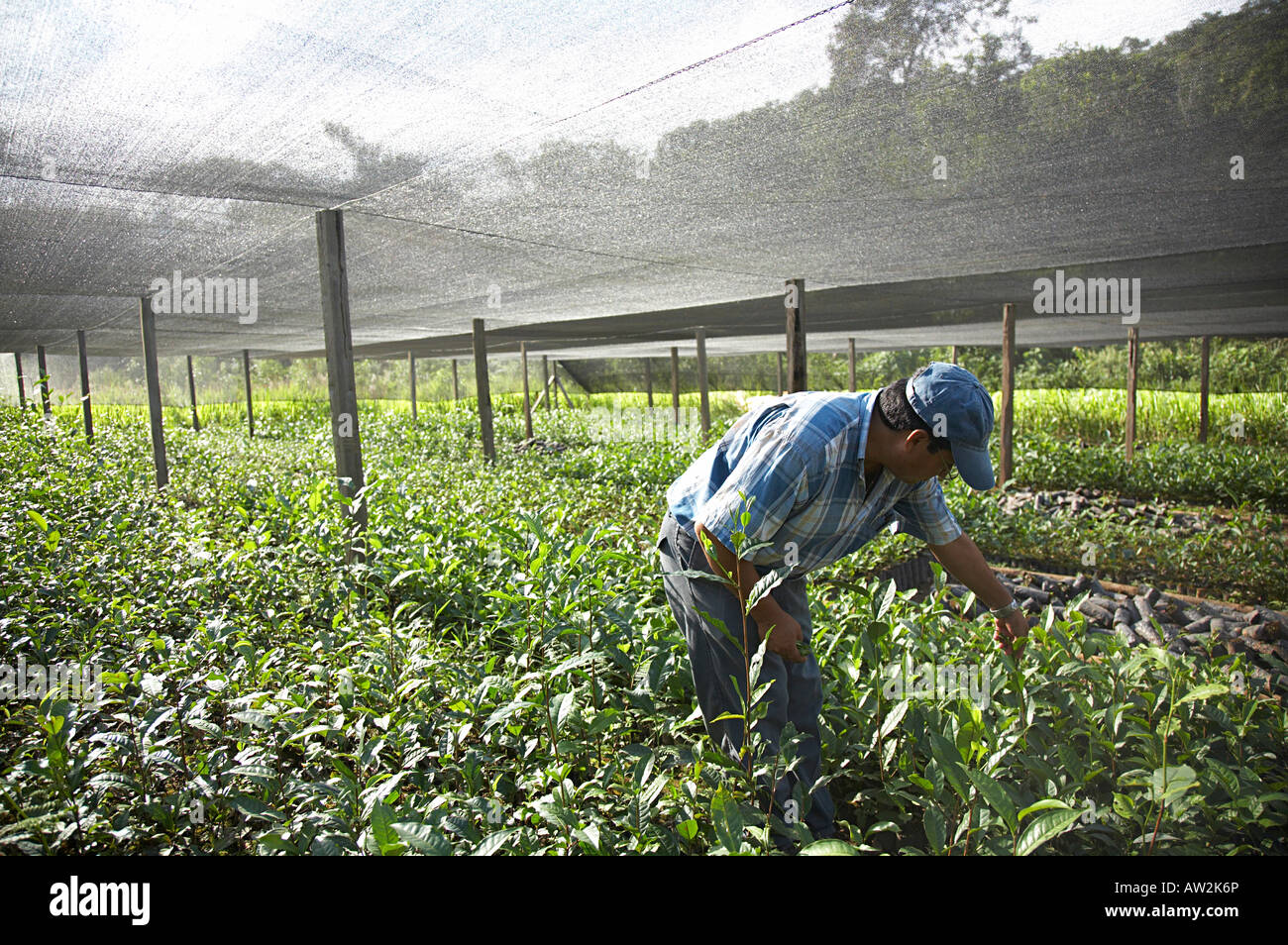 Tea seedlings in a nursery near the village of Chimate in the Yungas ...
