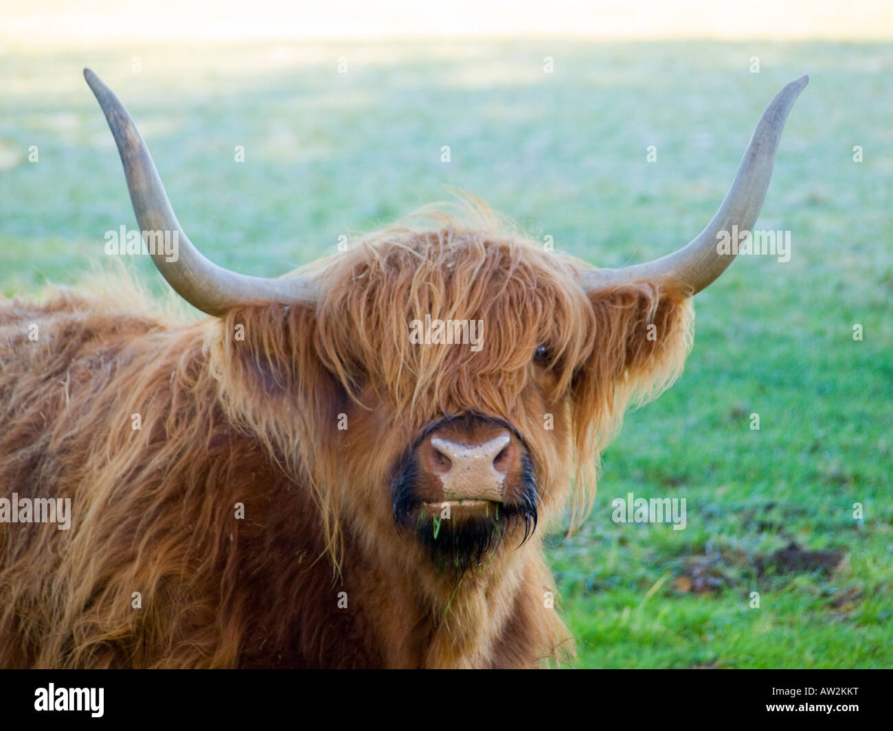 Furry cow hi-res stock photography and images - Alamy