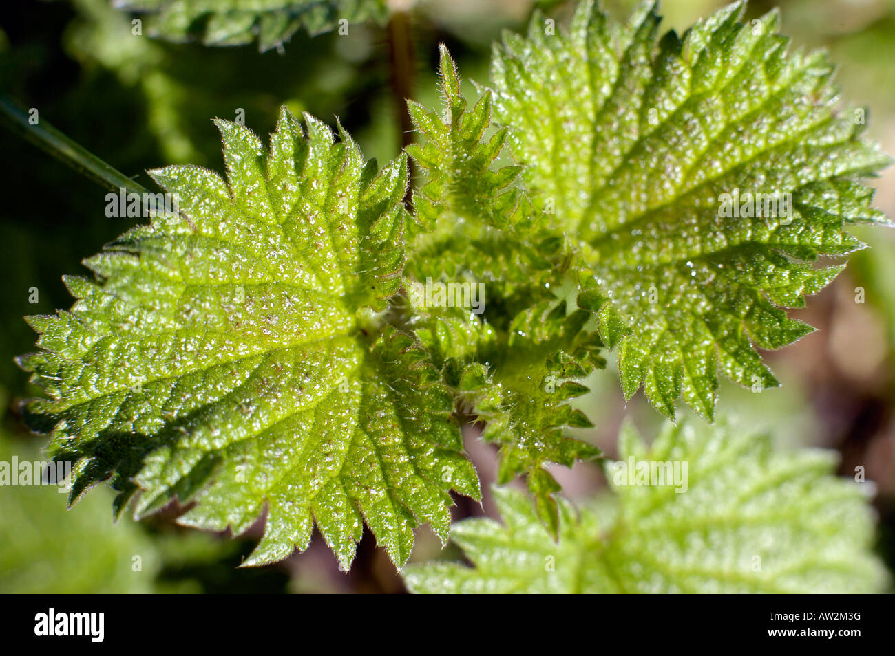 Nettle plants hi-res stock photography and images - Alamy