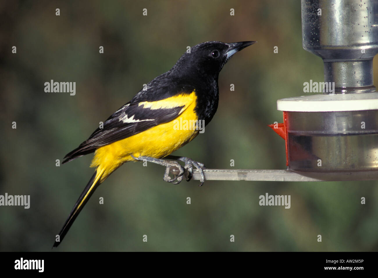 Scott's Oriole male, Icterus parisorum, at feeder Stock Photo - Alamy