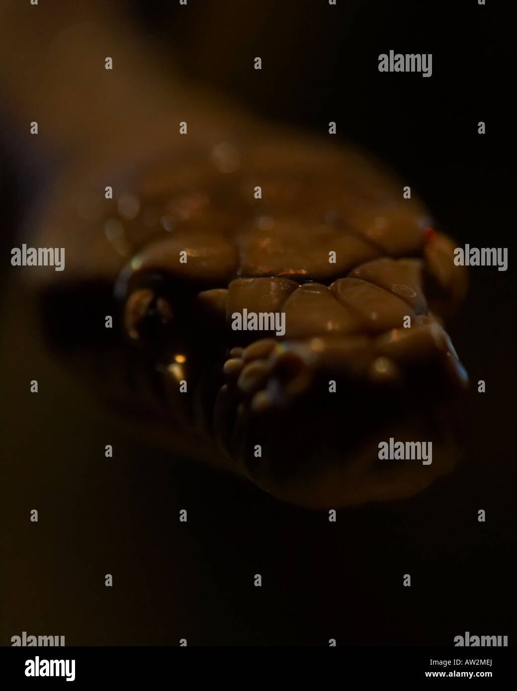 Snake carnivorous reptile hi-res stock photography and images - Alamy