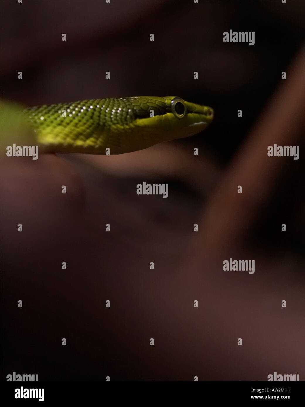 Snake carnivorous reptile hi-res stock photography and images - Alamy