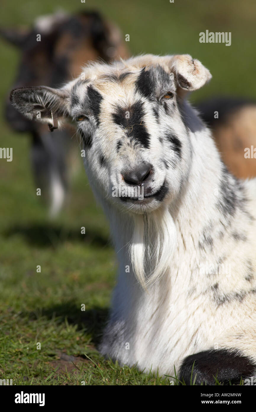 Goat portrait hi-res stock photography and images - Alamy