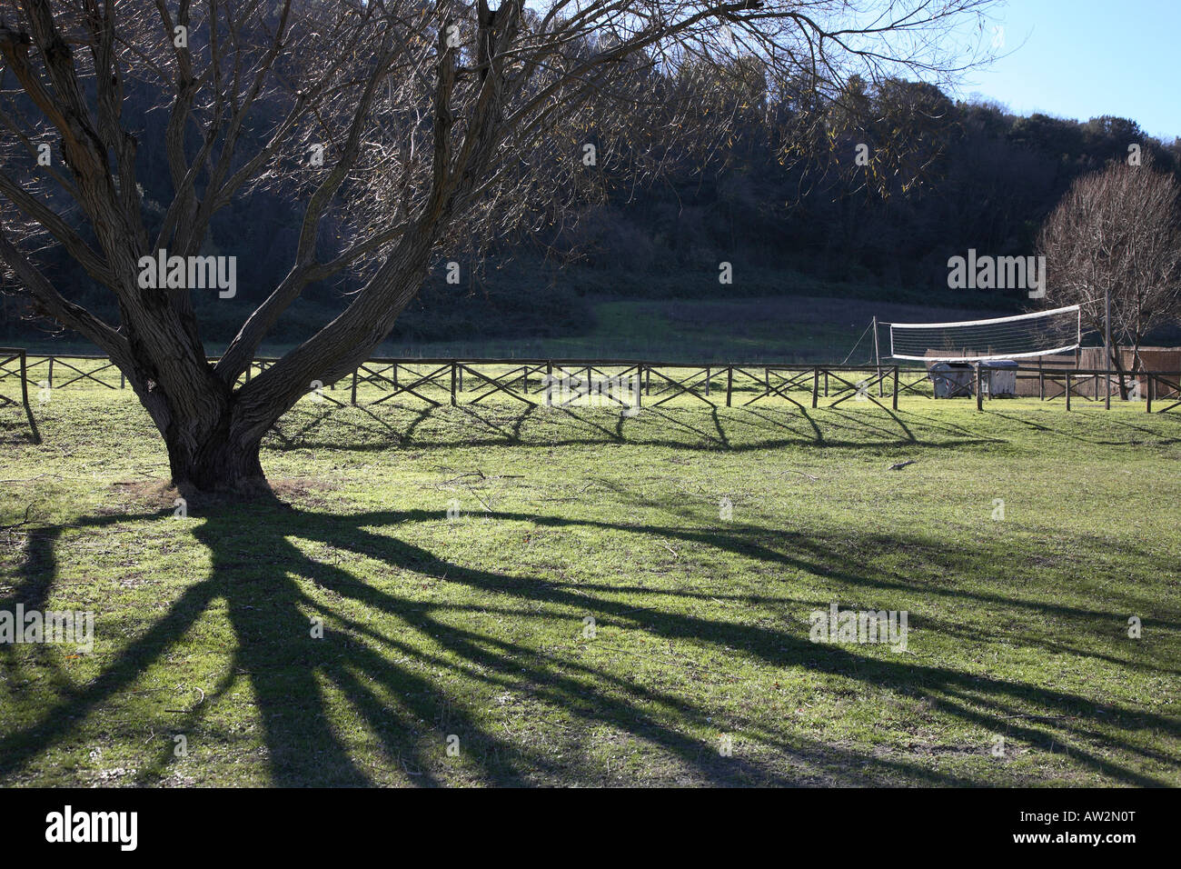 backlit tree casting shadow Stock Photo - Alamy