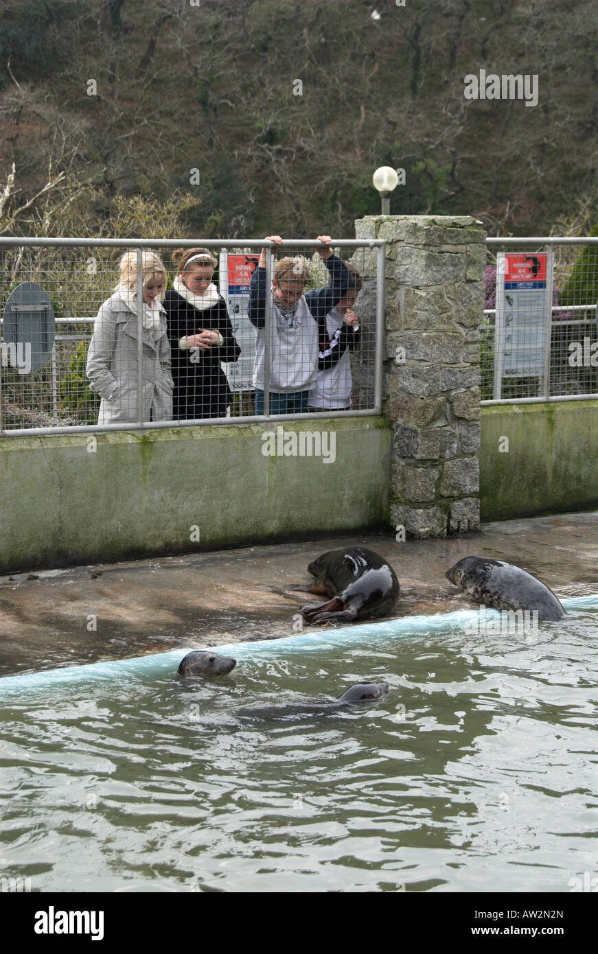 seals at seal sanctuary Gweek Cornwall England UK Stock Photo - Alamy